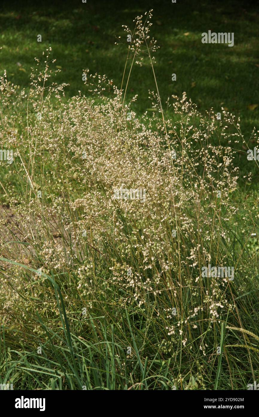 Briza media, Quaking-grass Stock Photo - Alamy