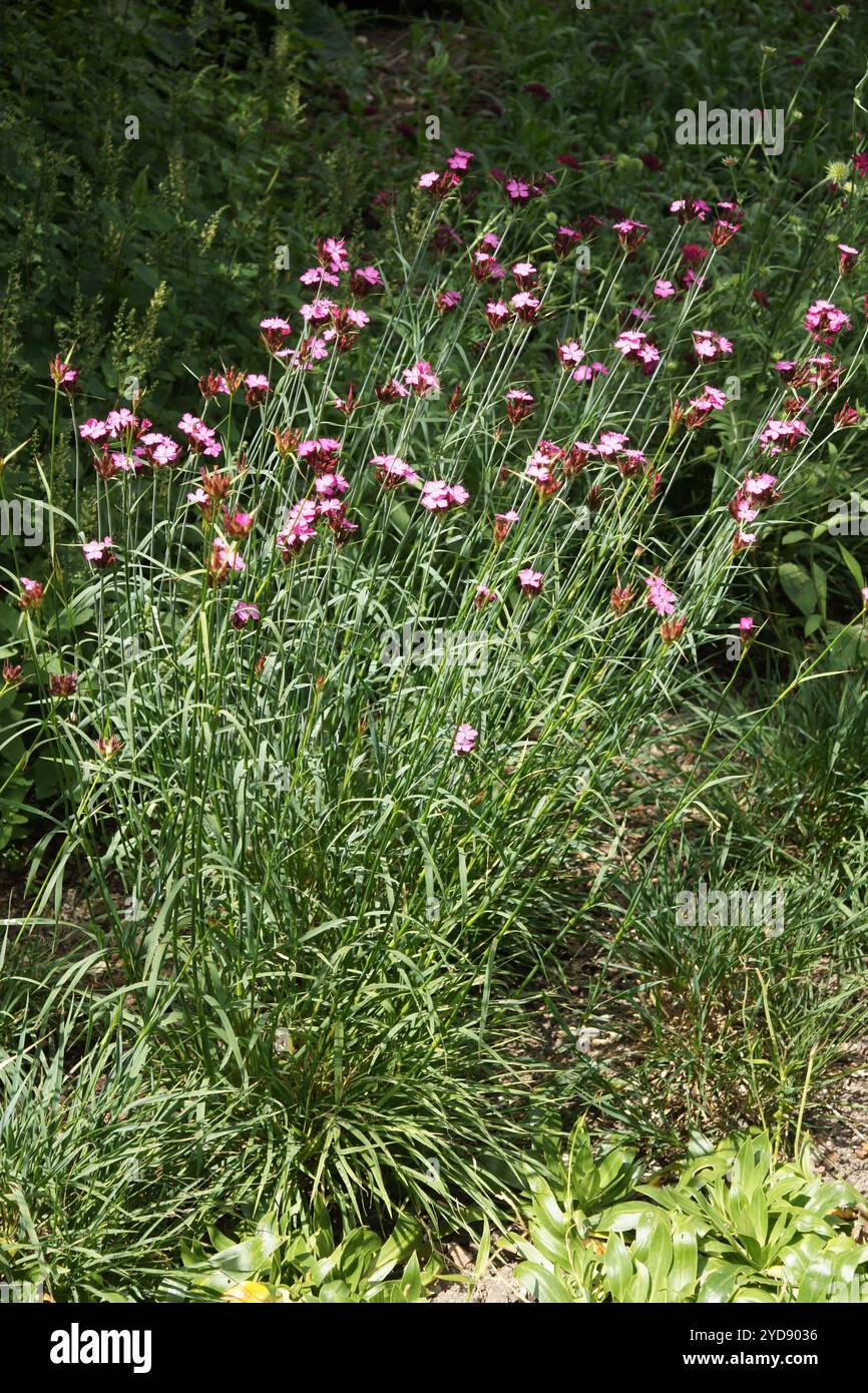 Dianthus giganteus, giant pink Stock Photo - Alamy