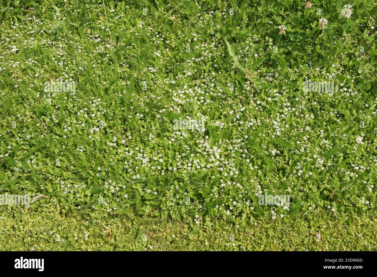 Plants creeping nature hi-res stock photography and images - Alamy