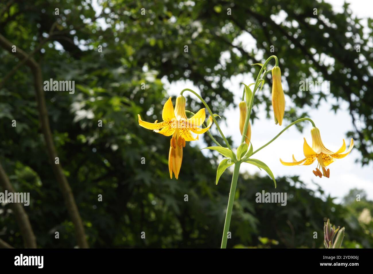 Lilium canadense, Canada lily Stock Photo - Alamy