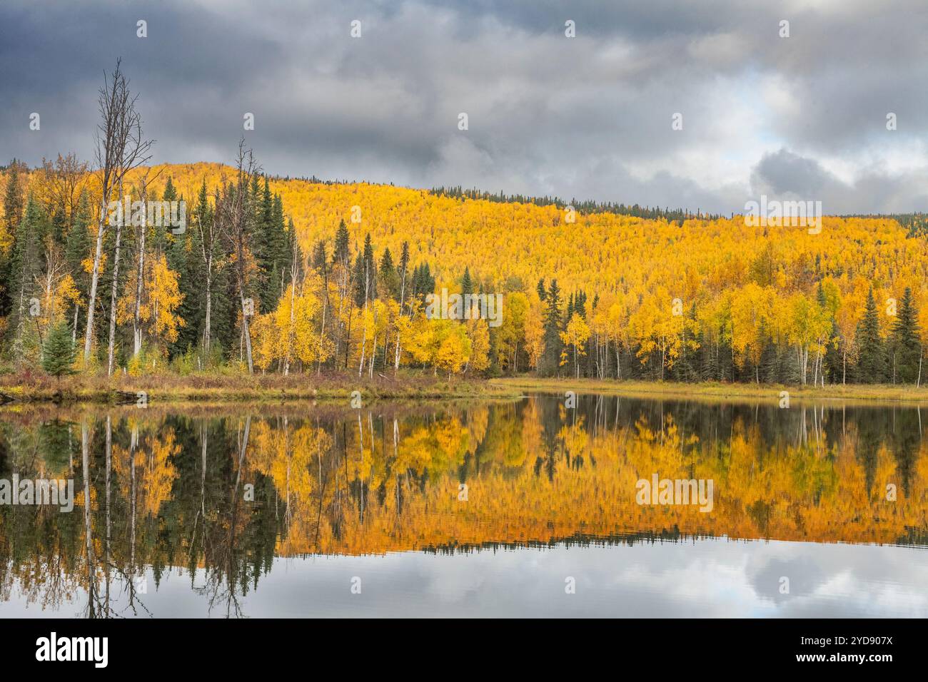 Autumn Colors;Chena River Recreation Area; Autumn color; Beaver Pond ...