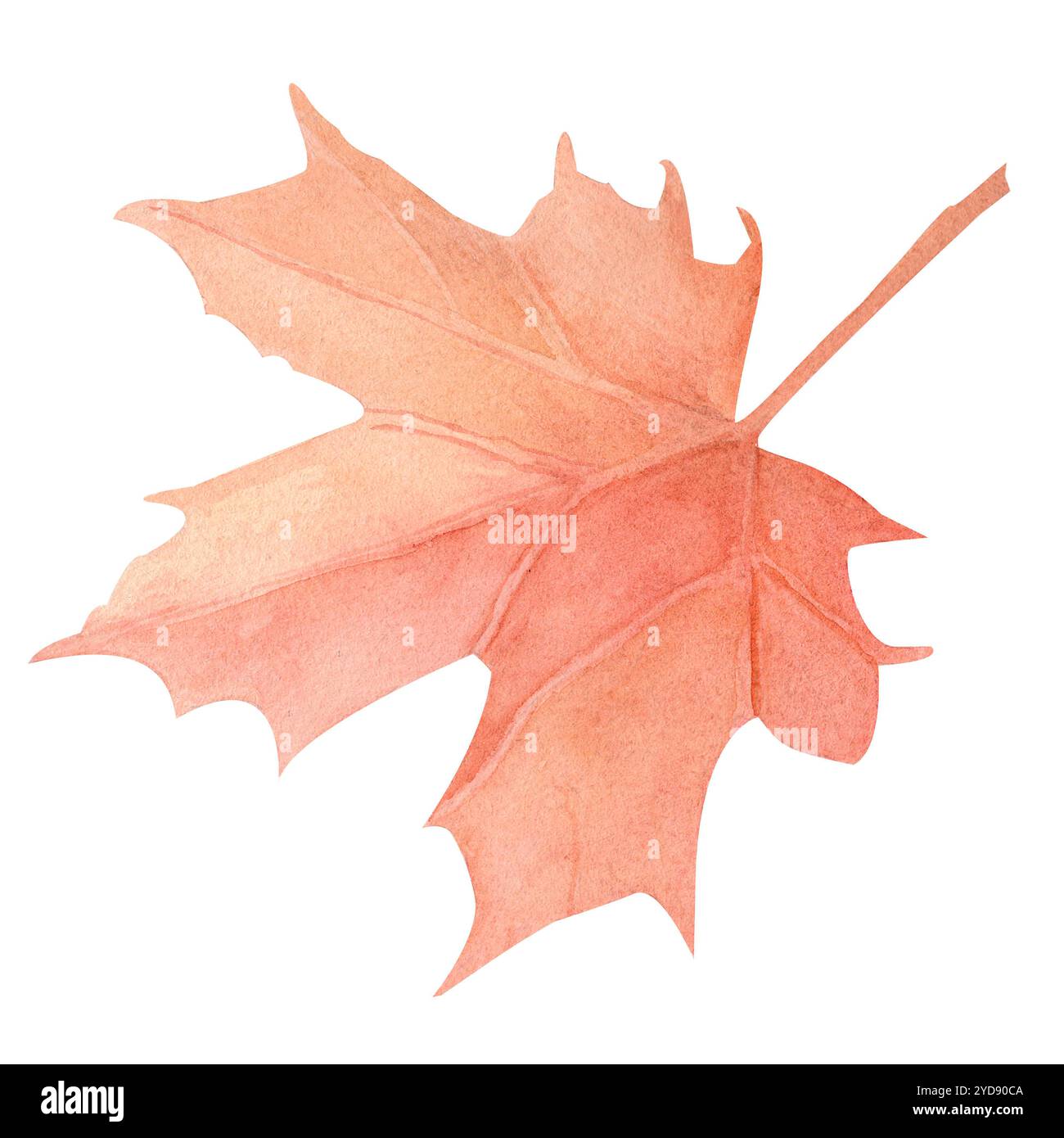 Autumn red maple Leaf. Fall Plant with red edges. Watercolor ...