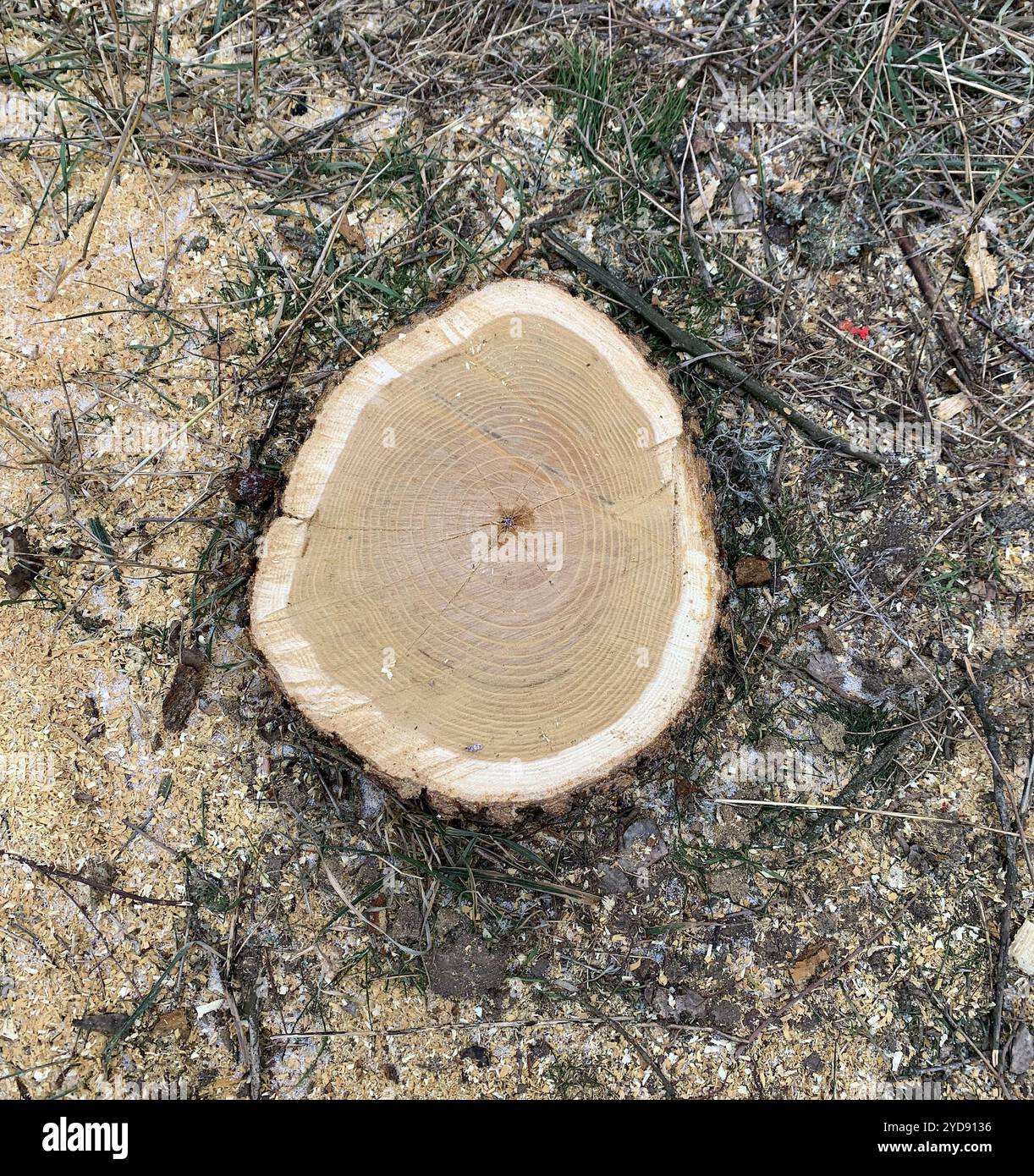 Image of a cross section of a tree with annual rings clearly visible ...