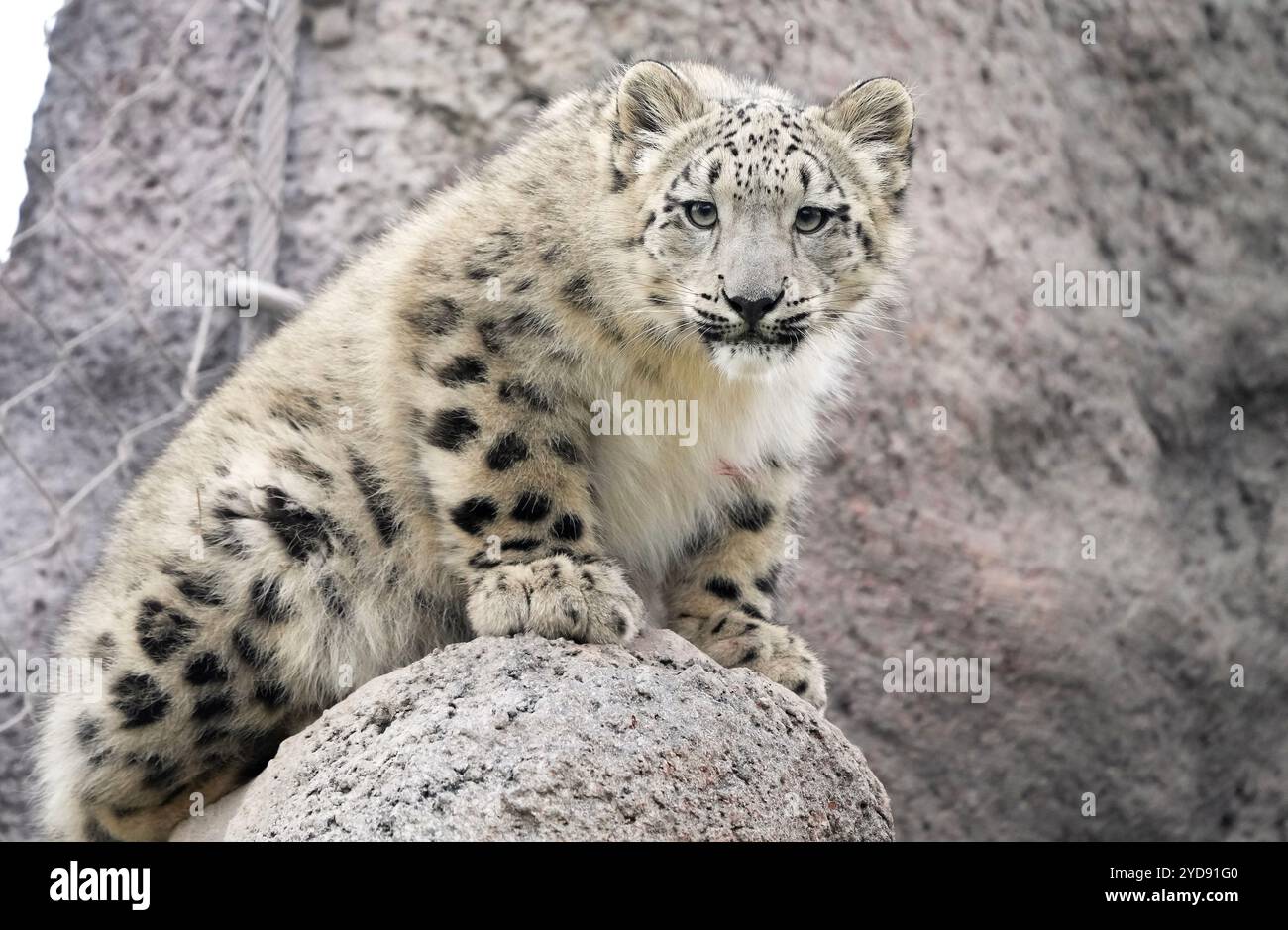 Toronto, Canada. 25th Oct, 2024. Five-month-old snow leopard Zoya ...