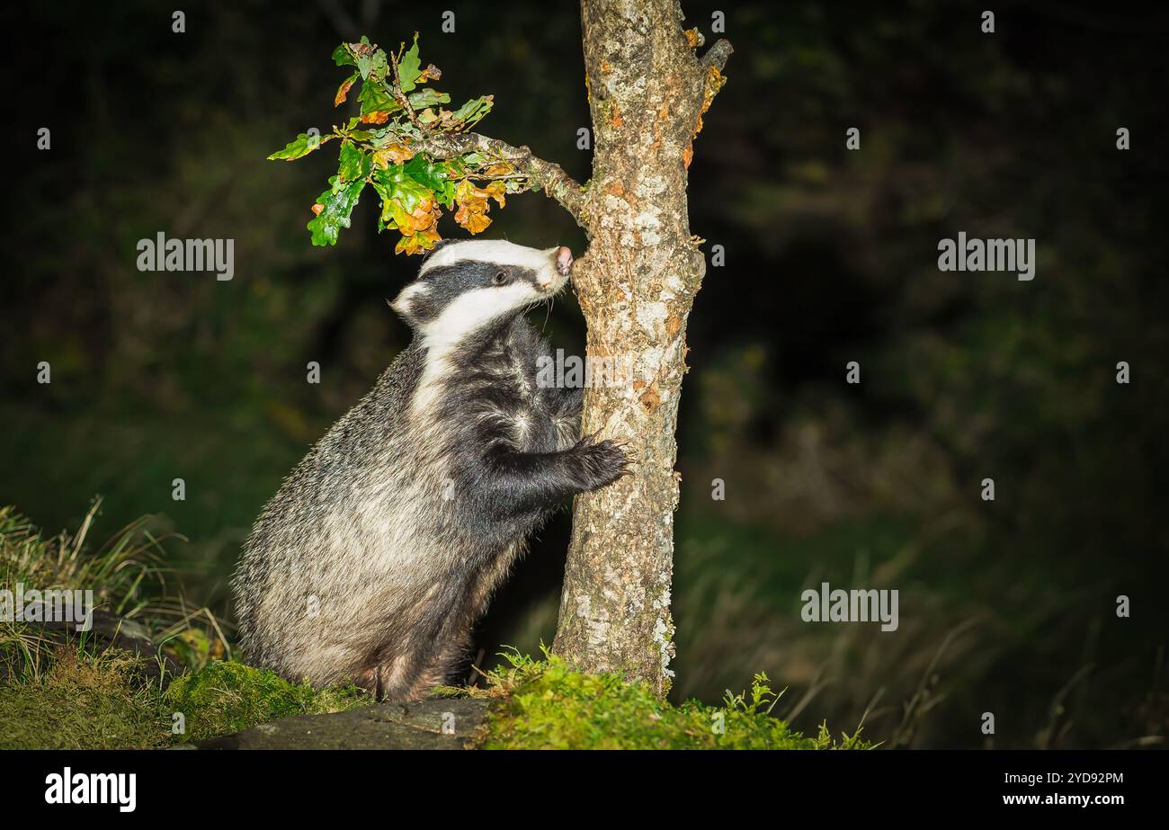 Badgers, Scientific name: Meles Meles. Wild, native, European badger in ...
