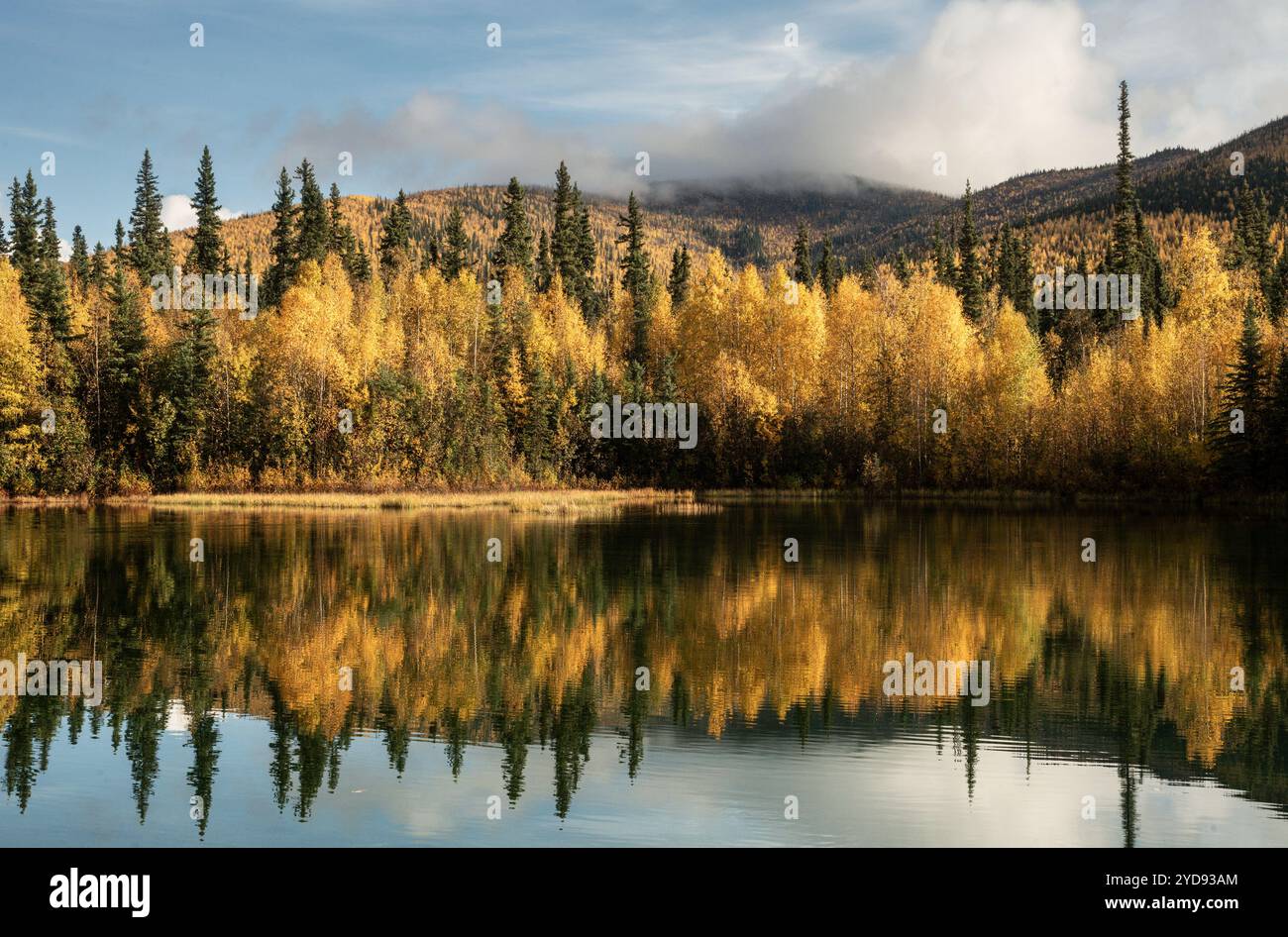 Autumn Colors;Chena River Recreation Area; Autumn color; Beaver Pond ...