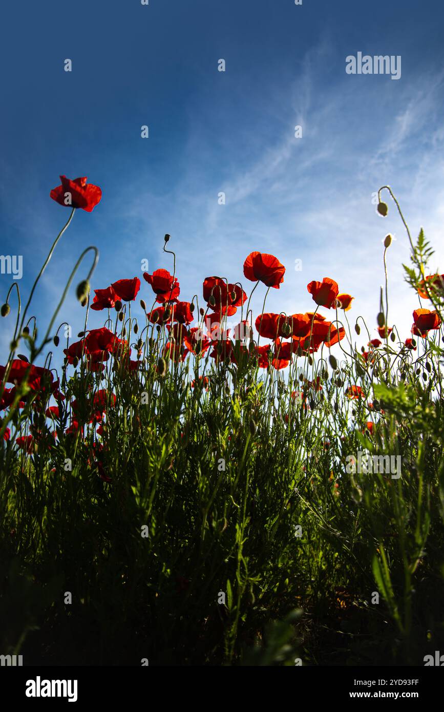 Anzac day. Remembrance day, Memorial day. Red poppies. Vivid poppy ...