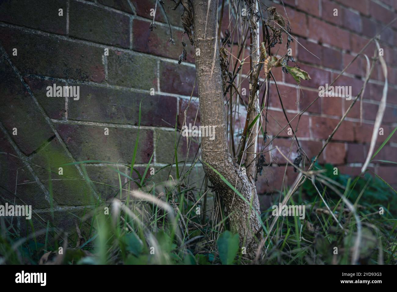 A young tree grows from under the foundation of the fortress wall Stock ...
