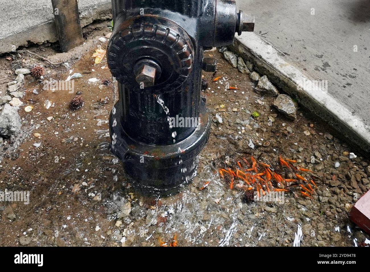 FILE - Goldfish swim in a pool of water caused by a leaky fire hydrant ...