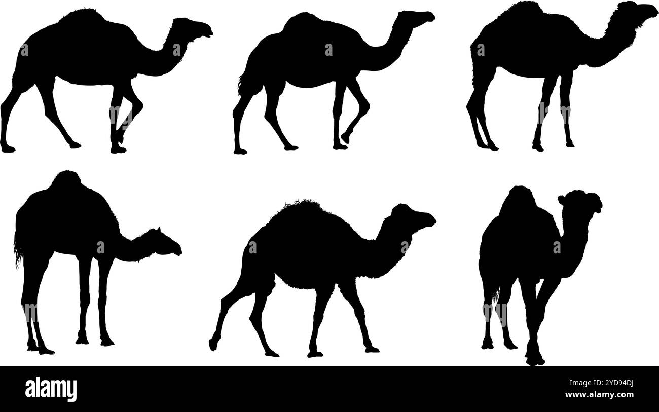 Silhouette Of Camel Dromedary Stock Vector Image And Art Alamy 6038