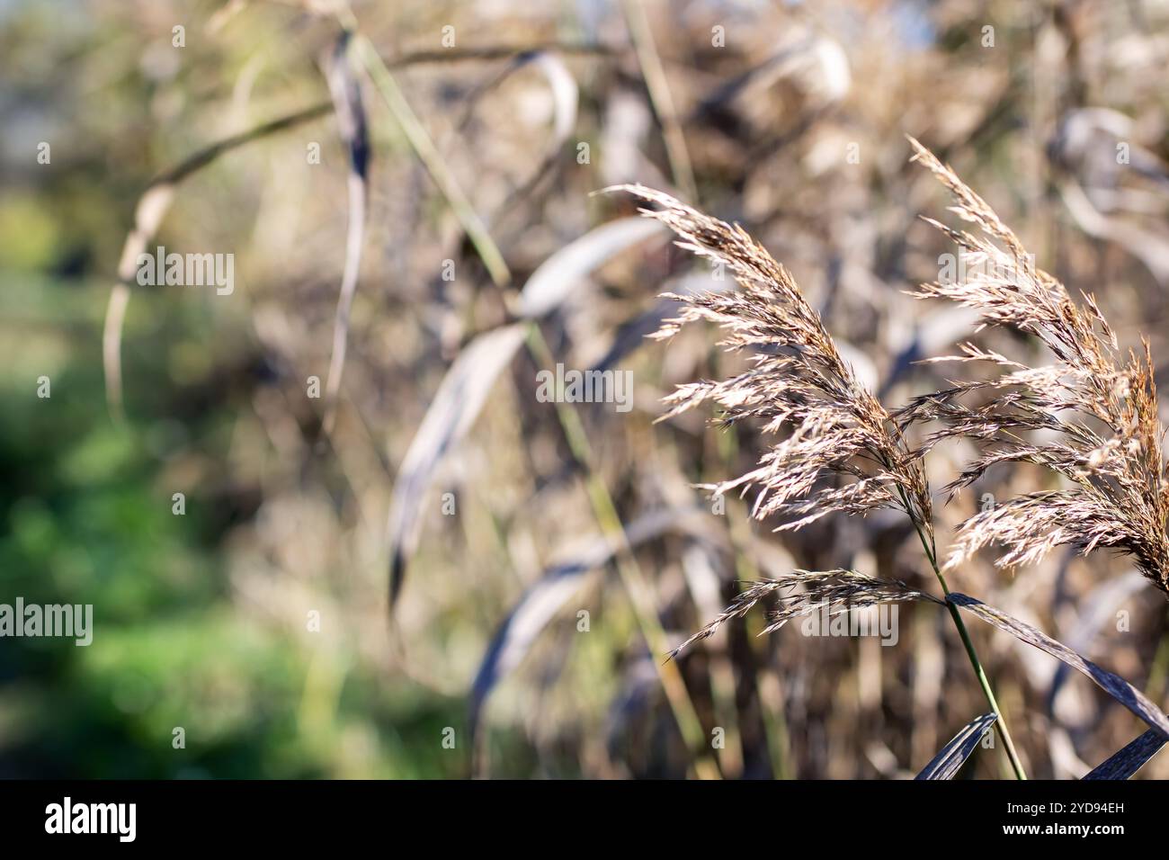 This image captures a closeup view of a tall grass plant, vividly ...