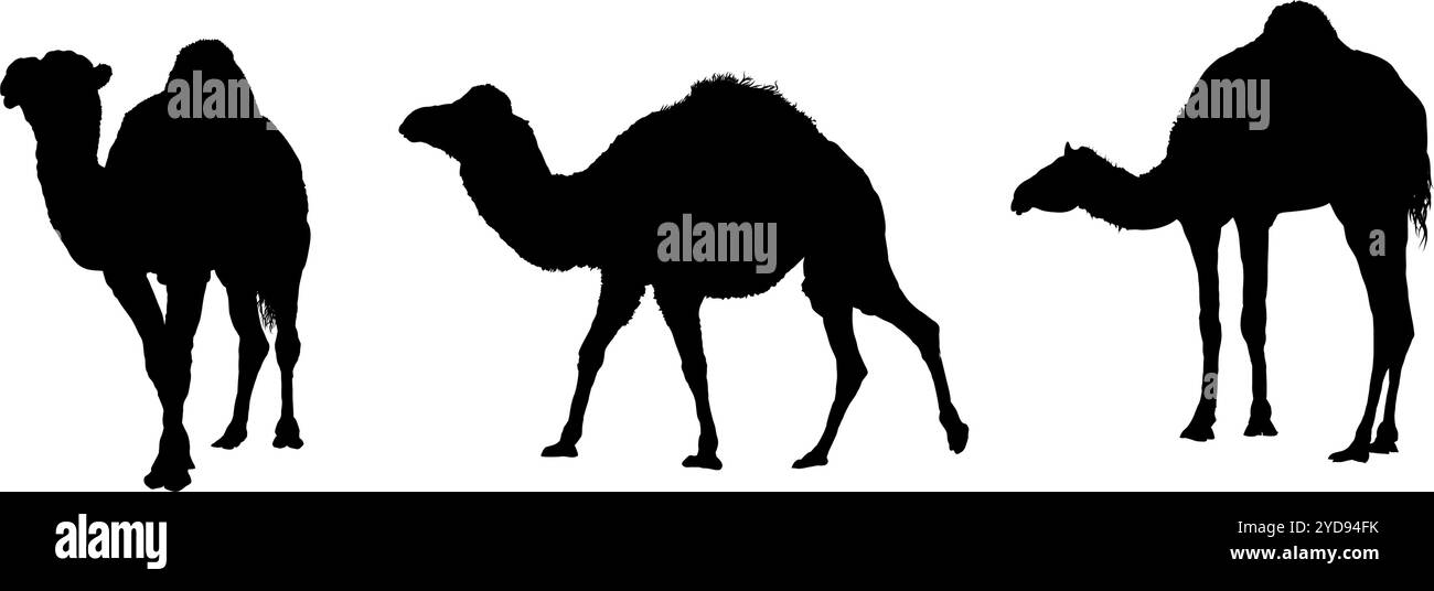 Silhouette Of Camel Dromedary Stock Vector Image And Art Alamy 3890