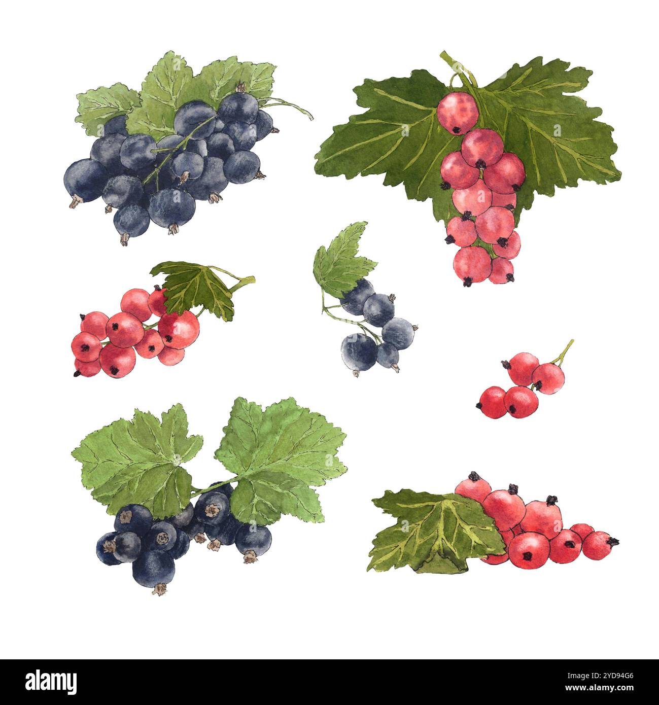 Black currant botanical illustration hi-res stock photography and ...