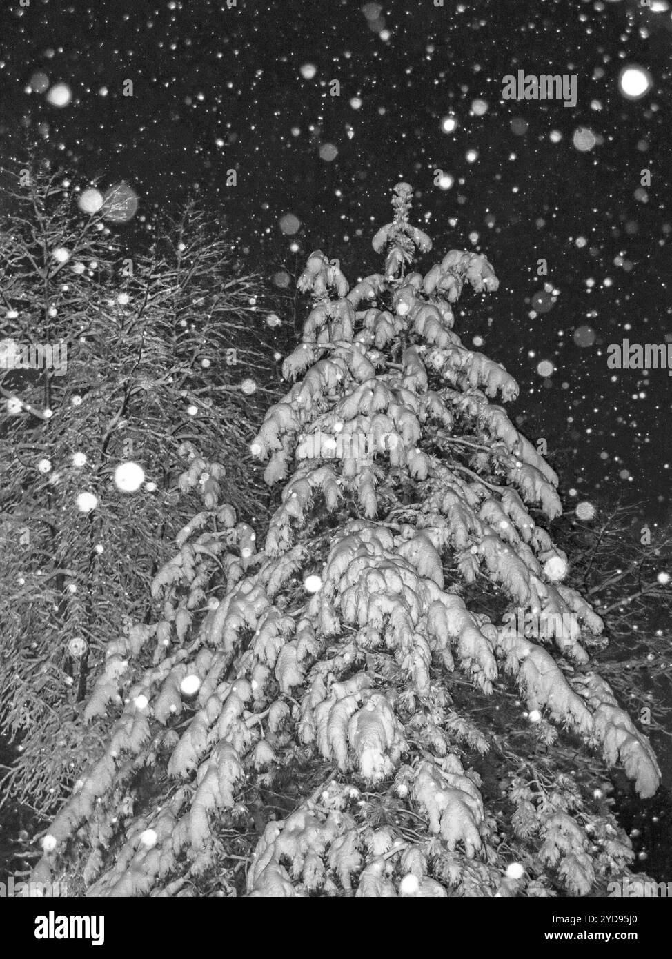 Christmas night landscape falling Black and White Stock Photos & Images ...