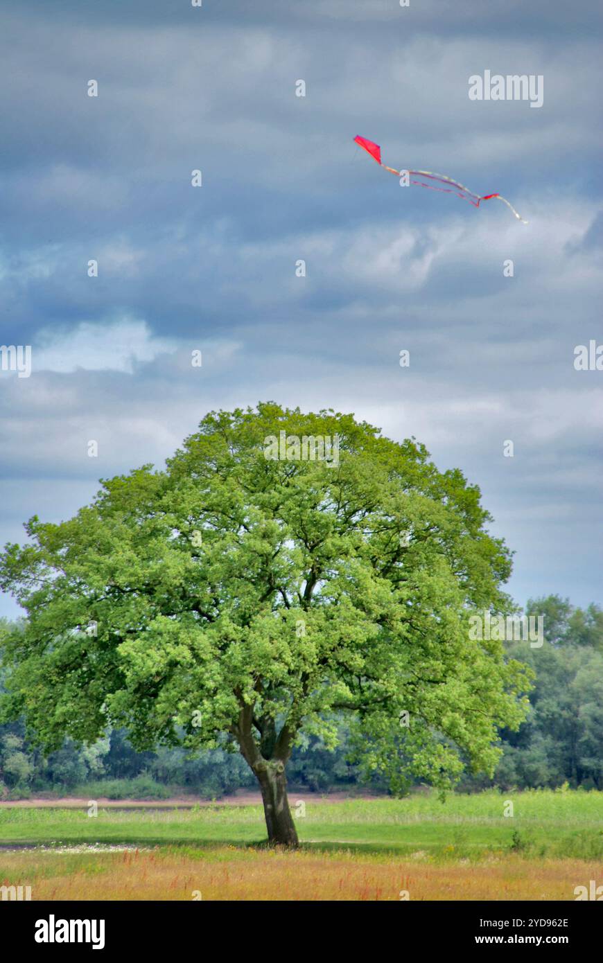 Flying a kite tree hi-res stock photography and images - Alamy