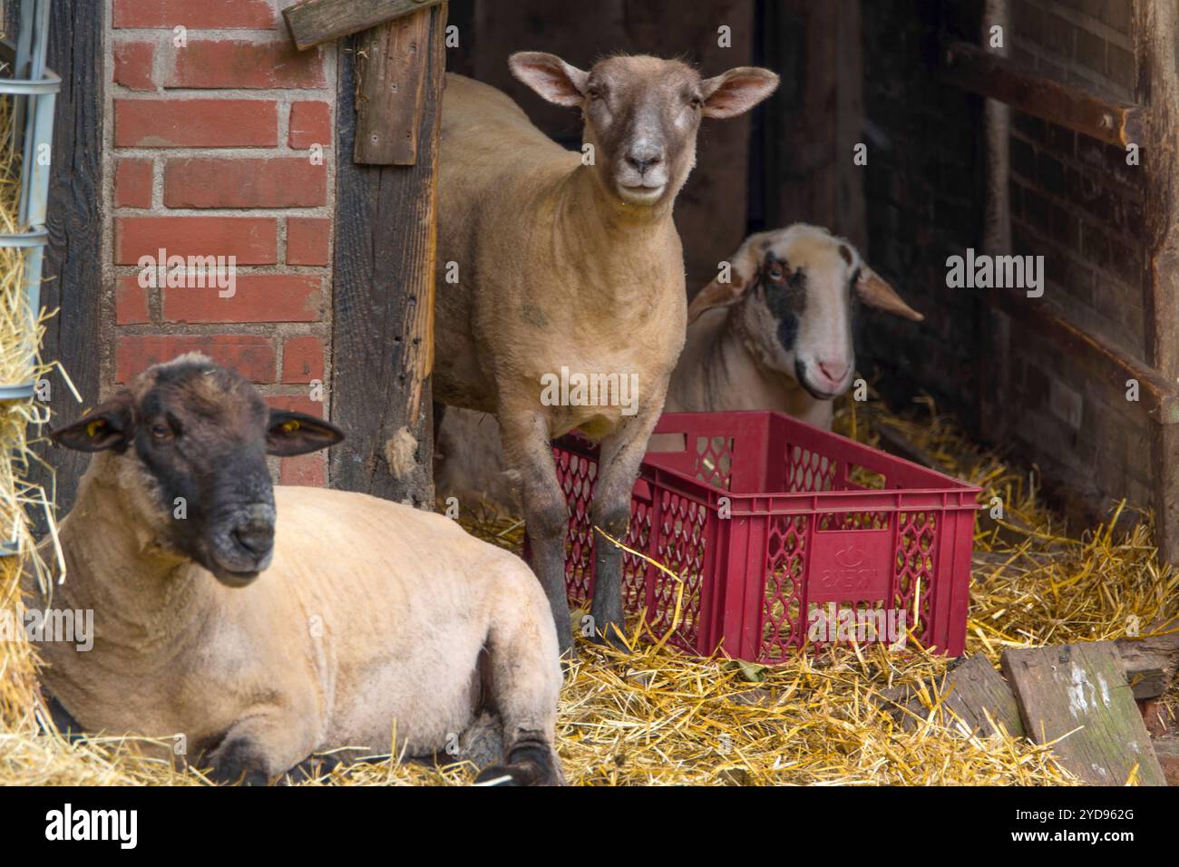 Three sheep in a stable Stock Photo - Alamy