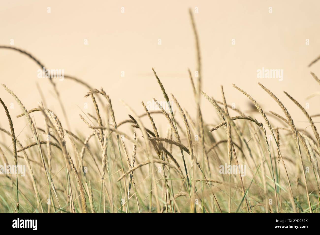Marram grass in dune landscape Stock Photo - Alamy