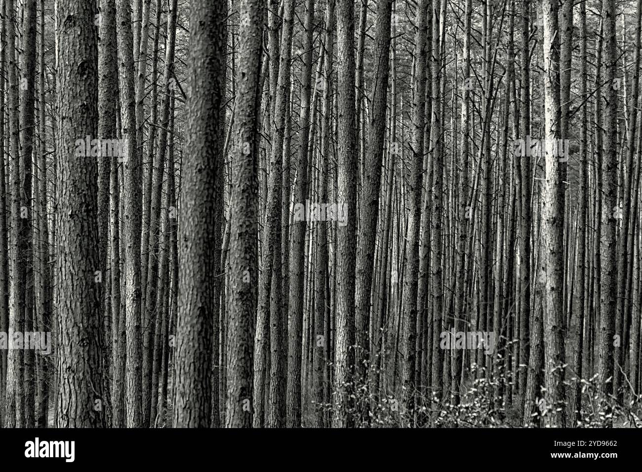 The tree trunks of a dark coniferous forest Stock Photo - Alamy