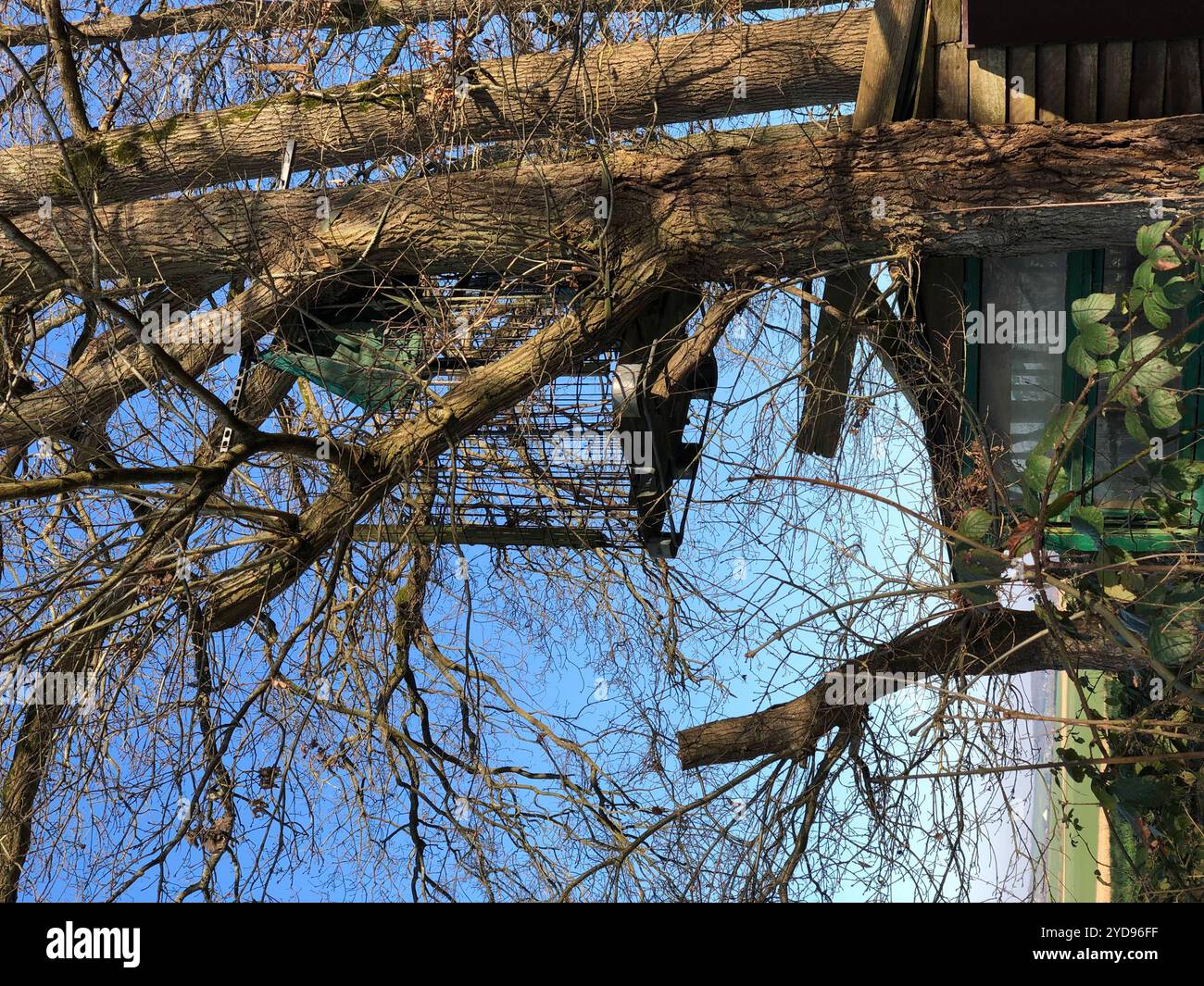 A tree with a broken branch and a hunting hut. Tree with a hunting hut ...