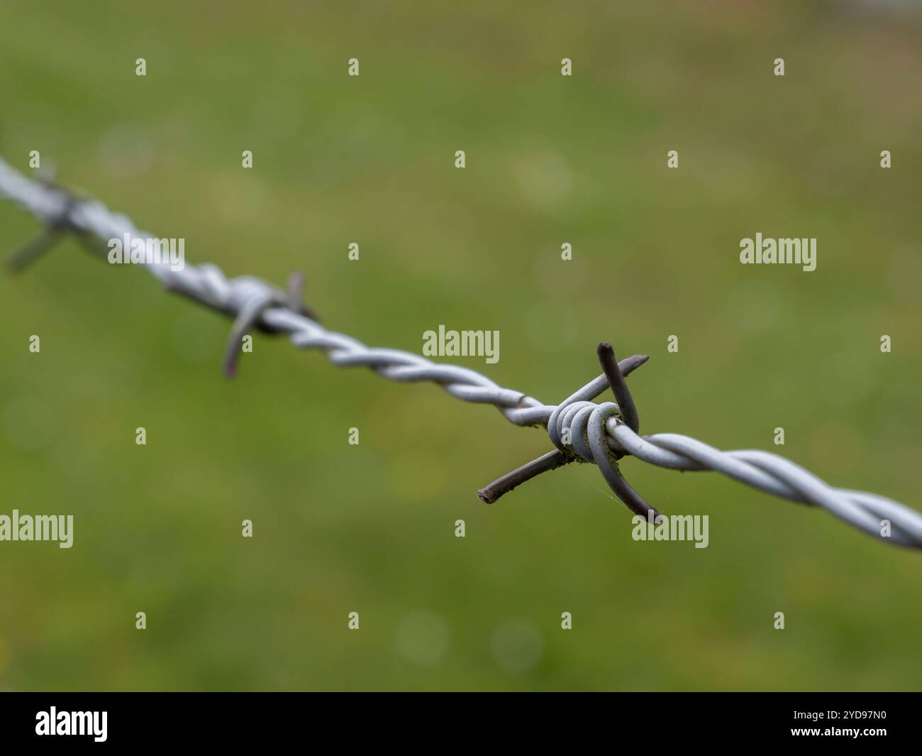 Barbed wire close up on blurred green grass background Stock Photo - Alamy
