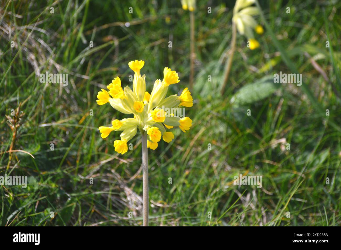 Single Native Yellow (Primula Vulgaris) Primrose Flower Growing Wild on ...