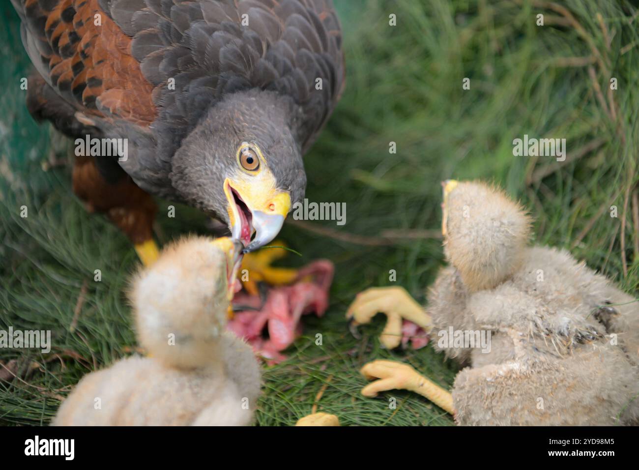 In the hawk's nest, Harris hawk eat and feed prey to their young Stock ...