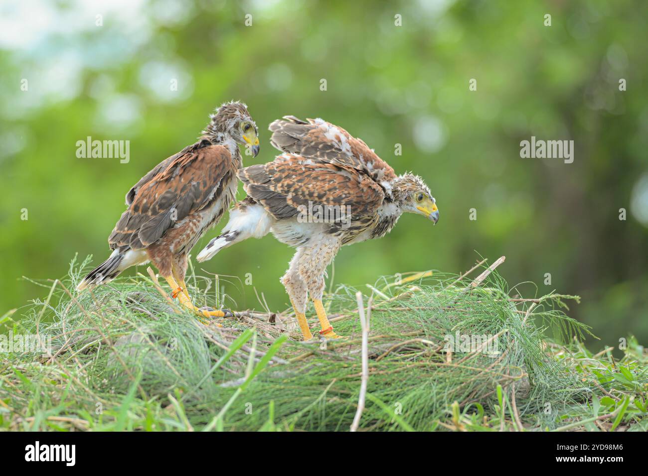 In the hawk's nest, Baby harris hawk is resting Stock Photo - Alamy