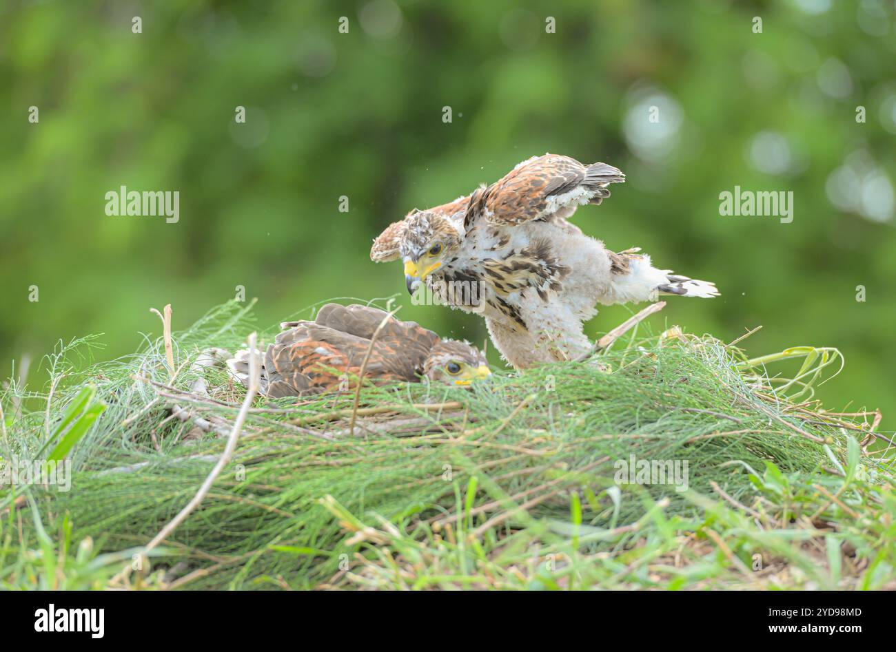 In the hawk's nest, Baby harris hawk is resting Stock Photo - Alamy