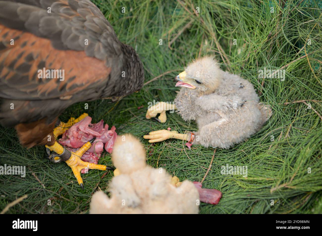In the hawk's nest, Harris hawk eat and feed prey to their young Stock ...
