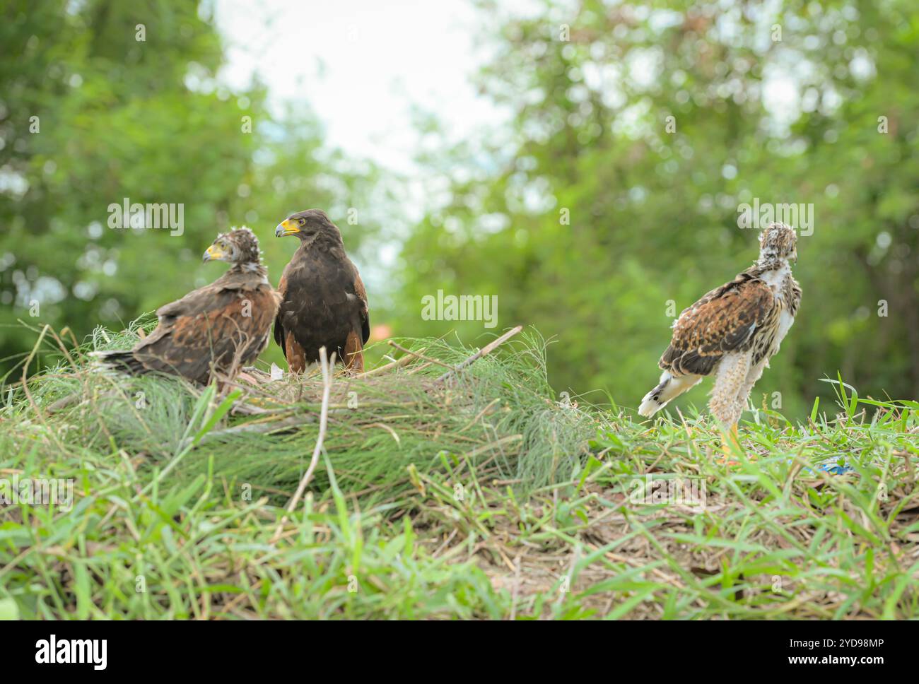 In the hawk's nest, Harris hawk interacting with their young Stock ...
