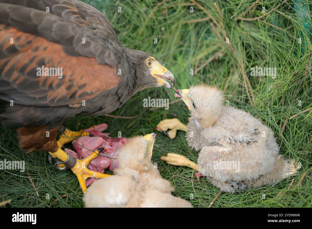 In the hawk's nest, Harris hawk eat and feed prey to their young Stock ...