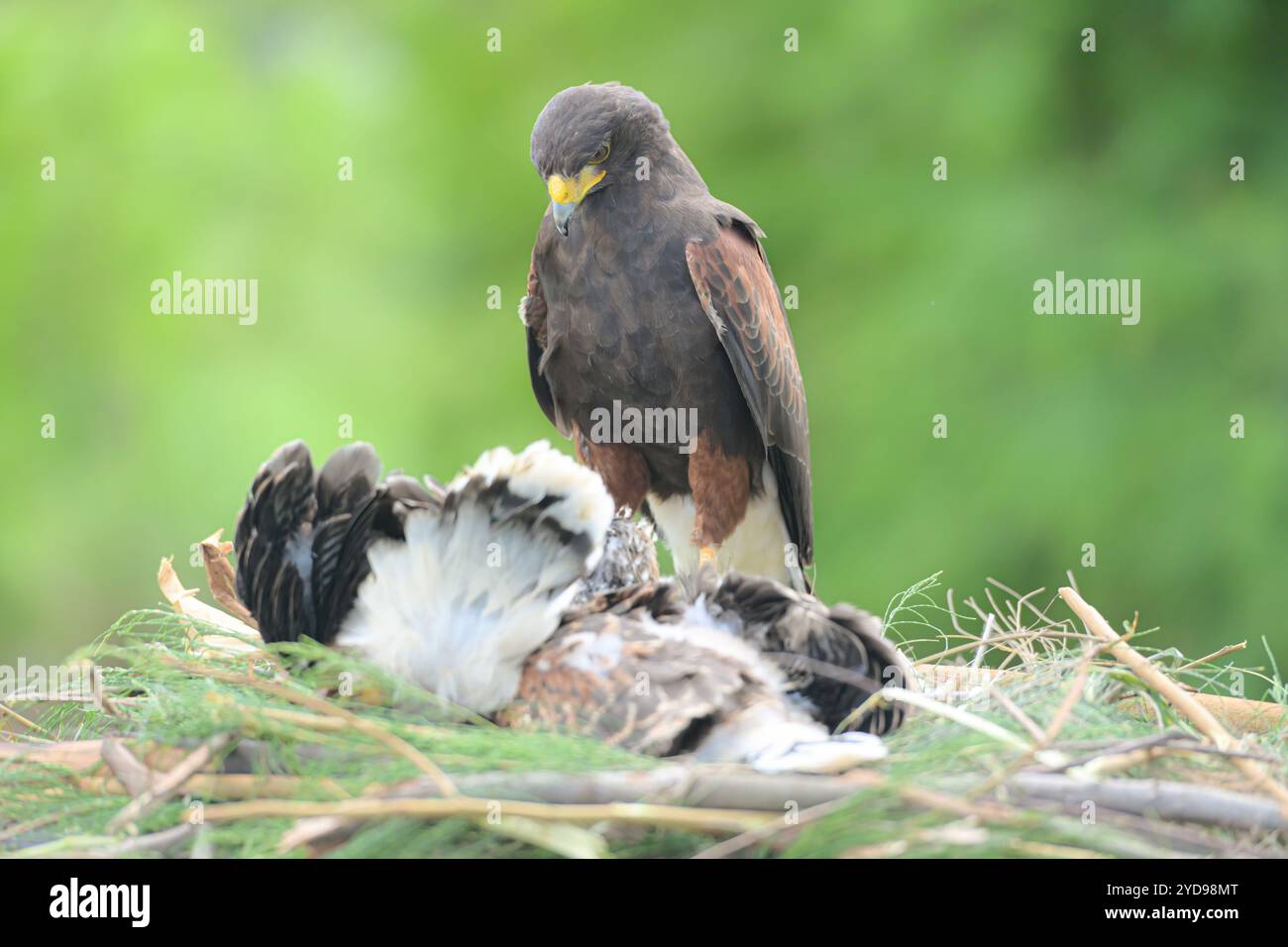 In the hawk's nest, Harris hawk interacting with their young Stock ...