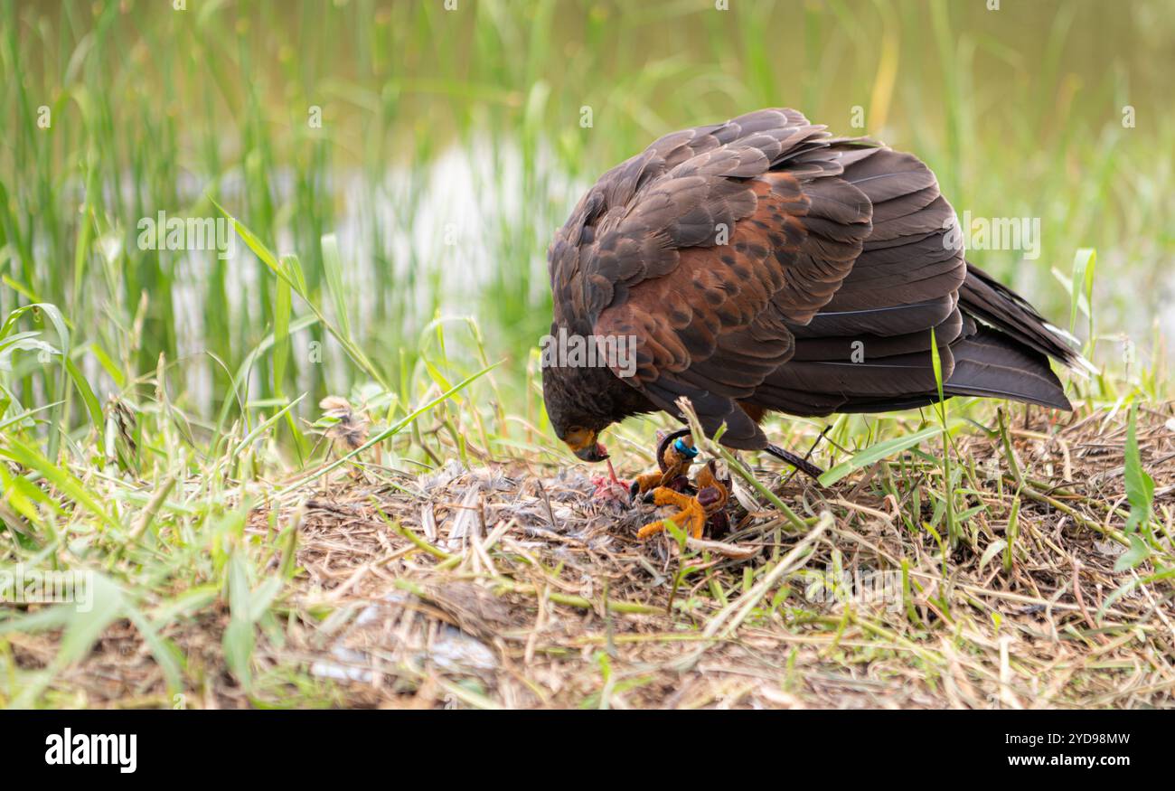 Harris hawk eats prey on the ground Stock Photo - Alamy