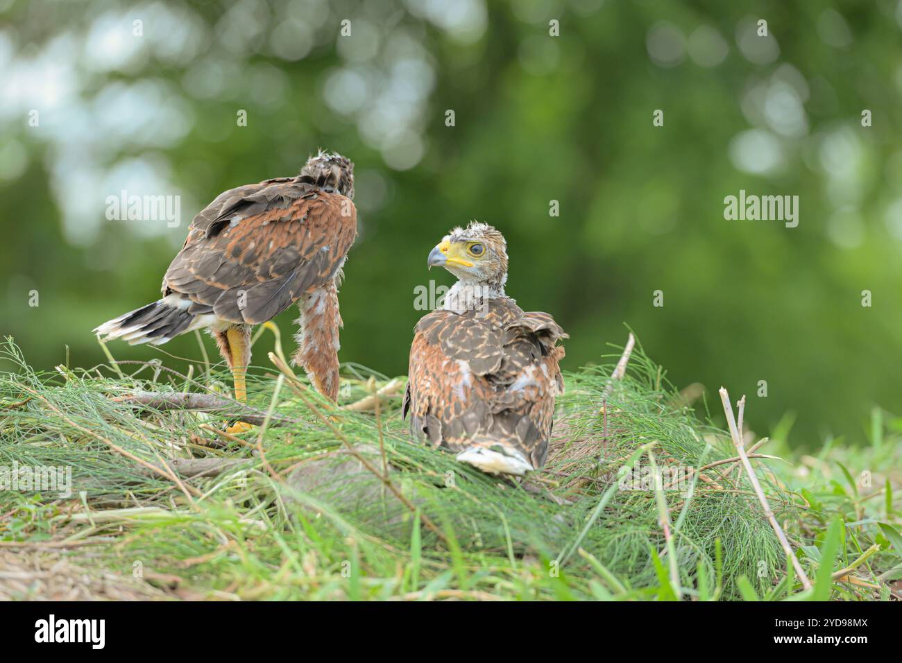 In the hawk's nest, Baby harris hawk is resting Stock Photo - Alamy