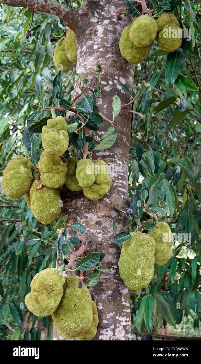 exotic jackfruit tree on zanzibar island Stock Photo - Alamy