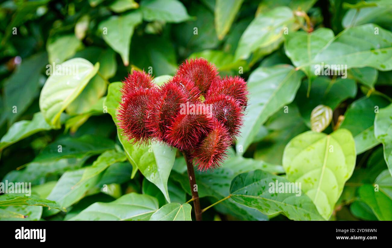 Lipstick tree in africa hi-res stock photography and images - Alamy