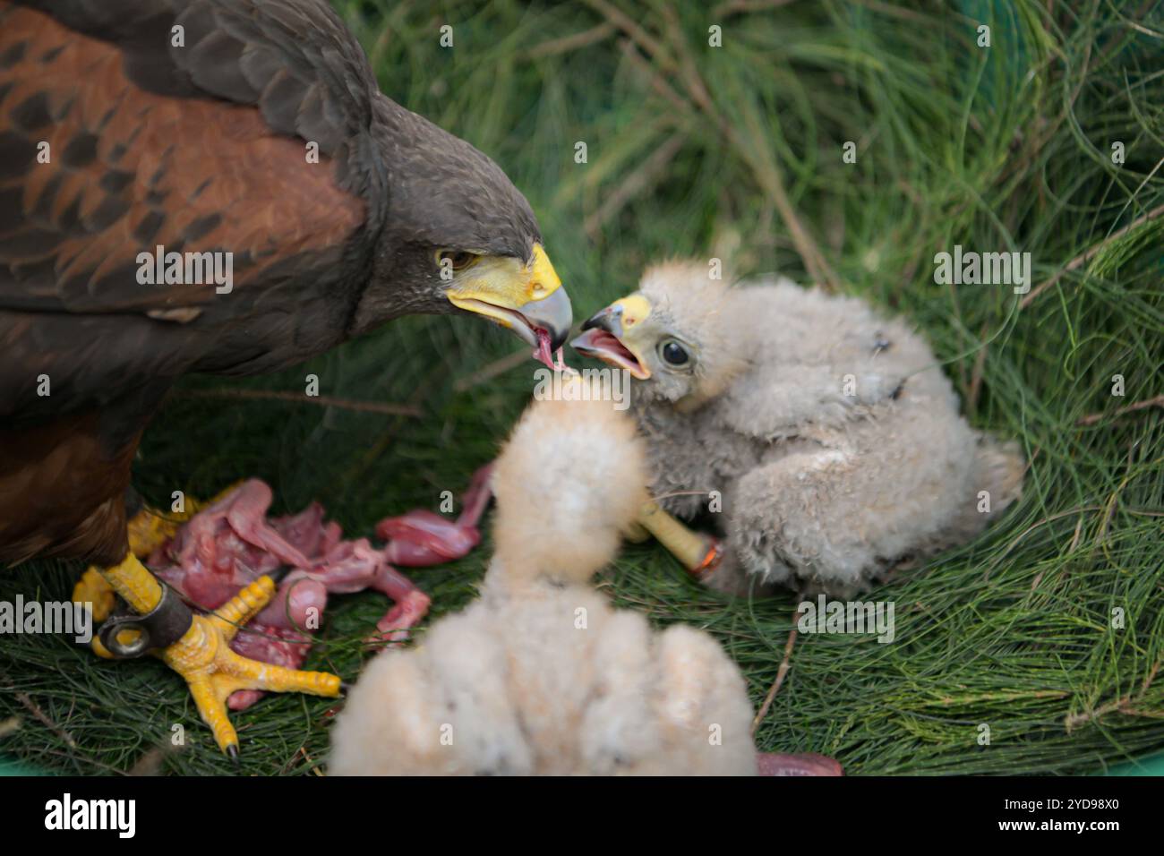 In the hawk's nest, Harris hawk eat and feed prey to their young Stock ...
