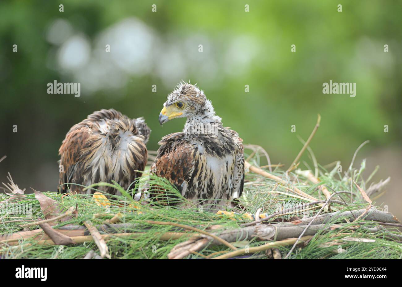 In the hawk's nest, Baby harris hawk is resting Stock Photo - Alamy