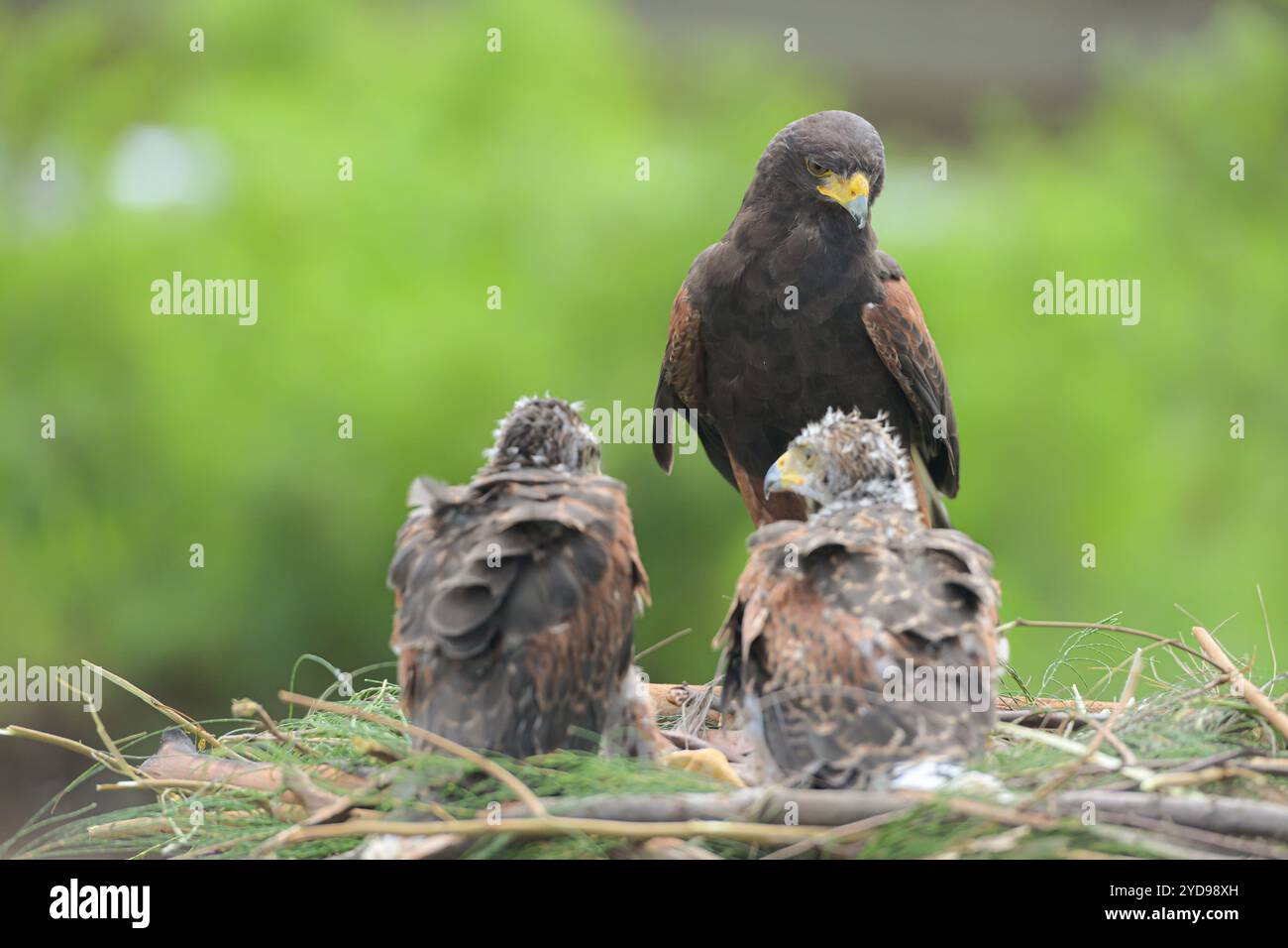 In the hawk's nest, Harris hawk interacting with their young Stock ...
