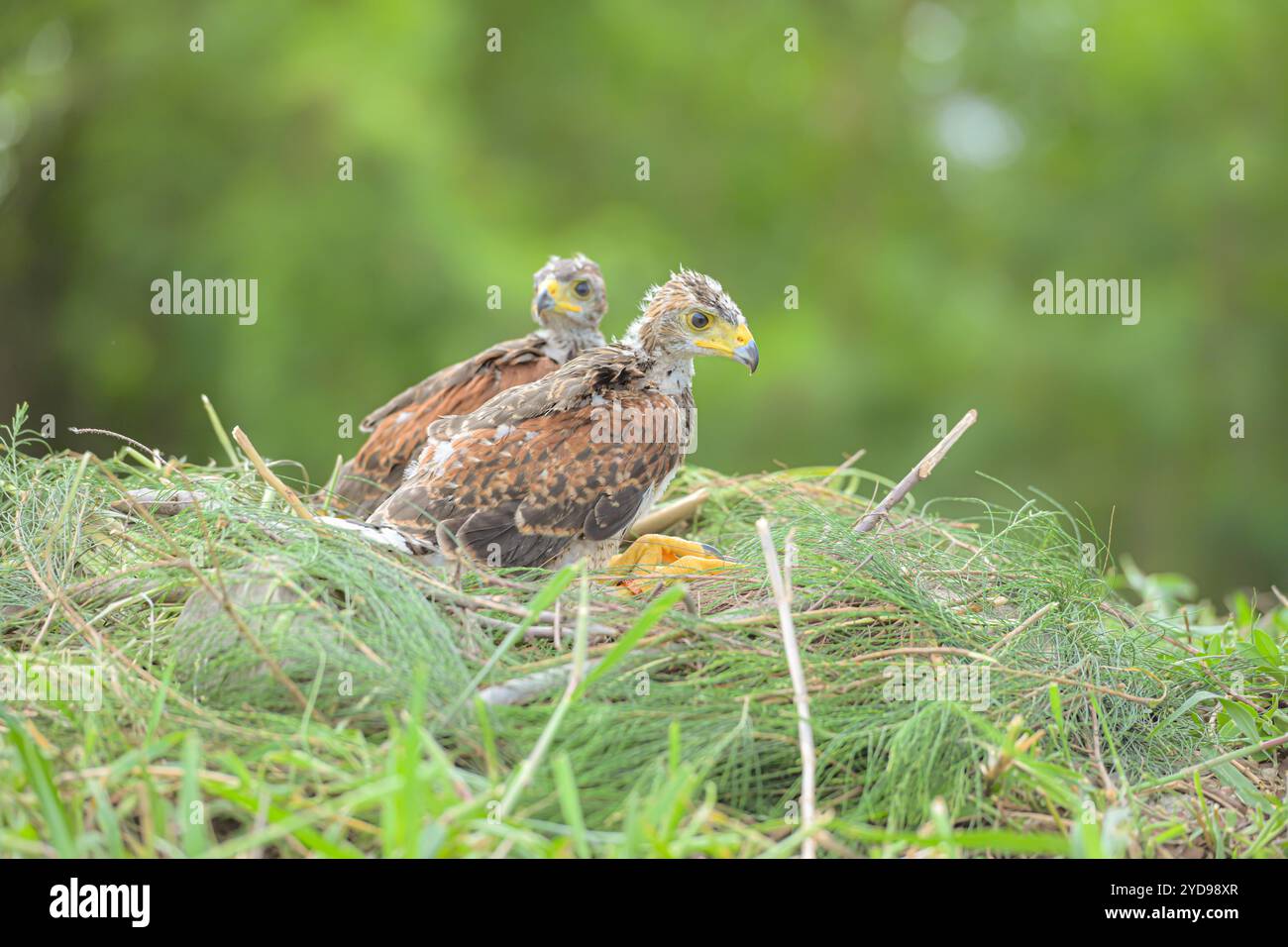 In the hawk's nest, Baby harris hawk is resting Stock Photo - Alamy