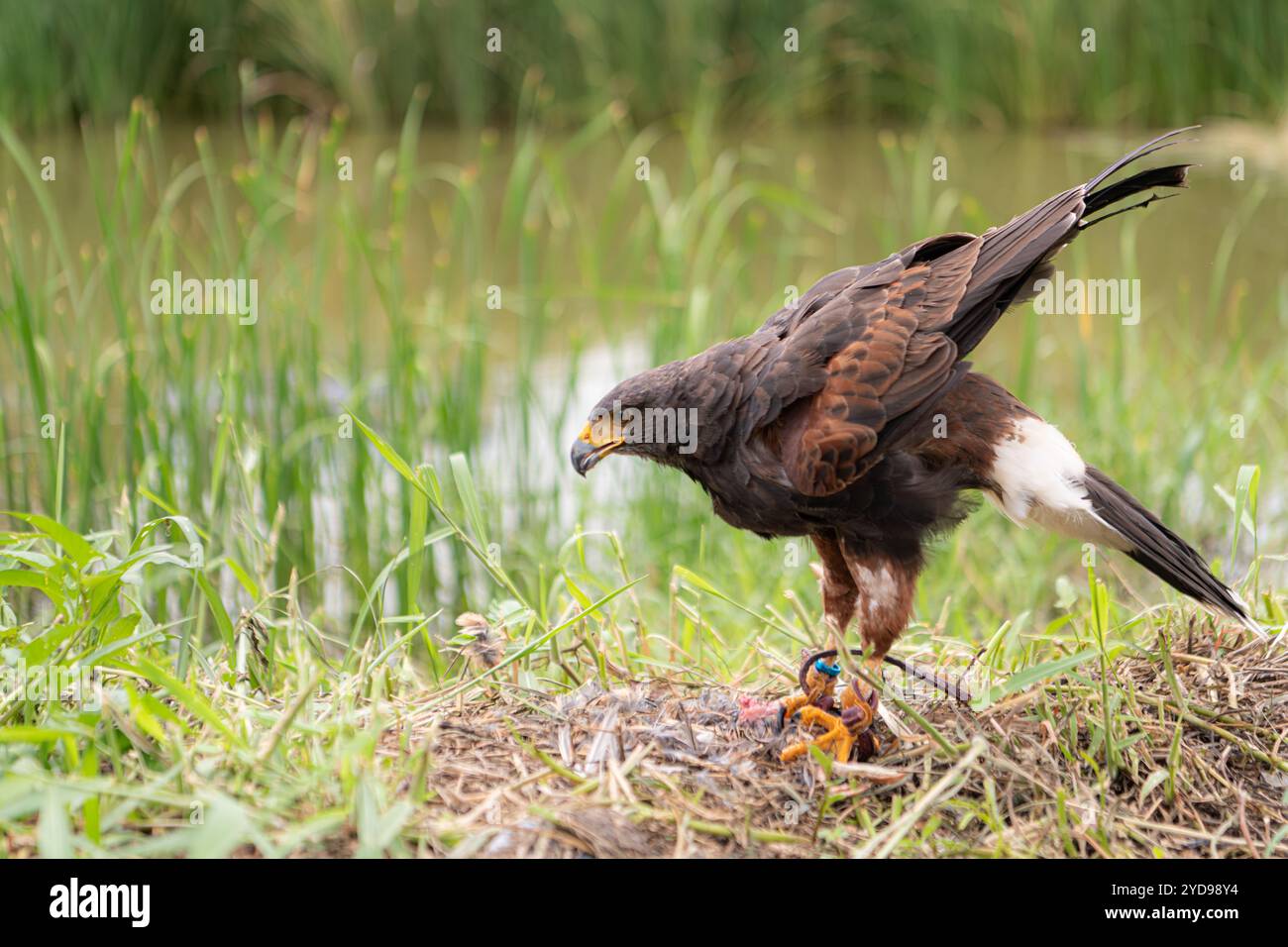 Harris hawk eats prey on the ground Stock Photo - Alamy