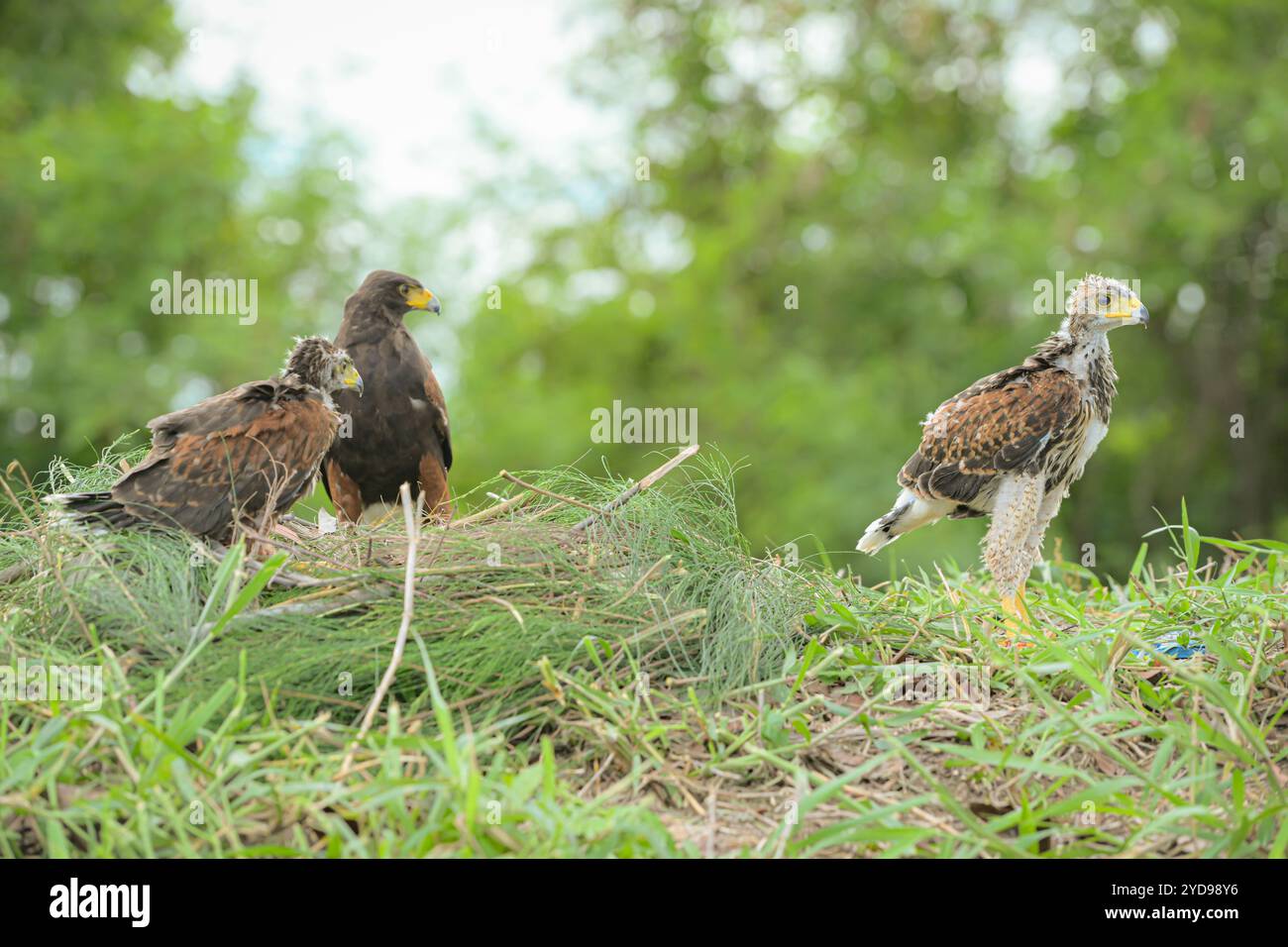 In the hawk's nest, Harris hawk interacting with their young Stock ...