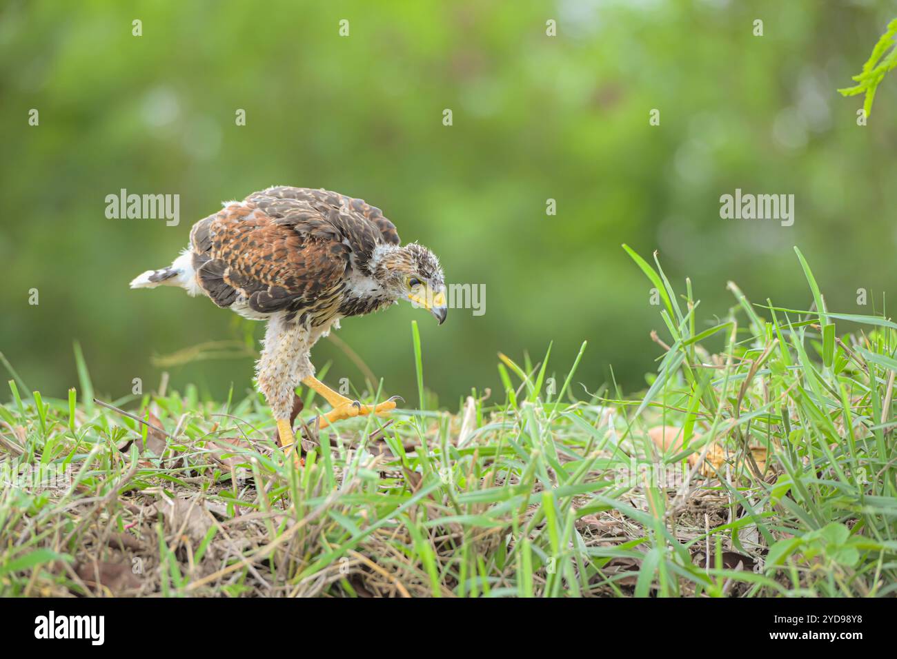 Baby harris hawk is resting on the ground Stock Photo - Alamy