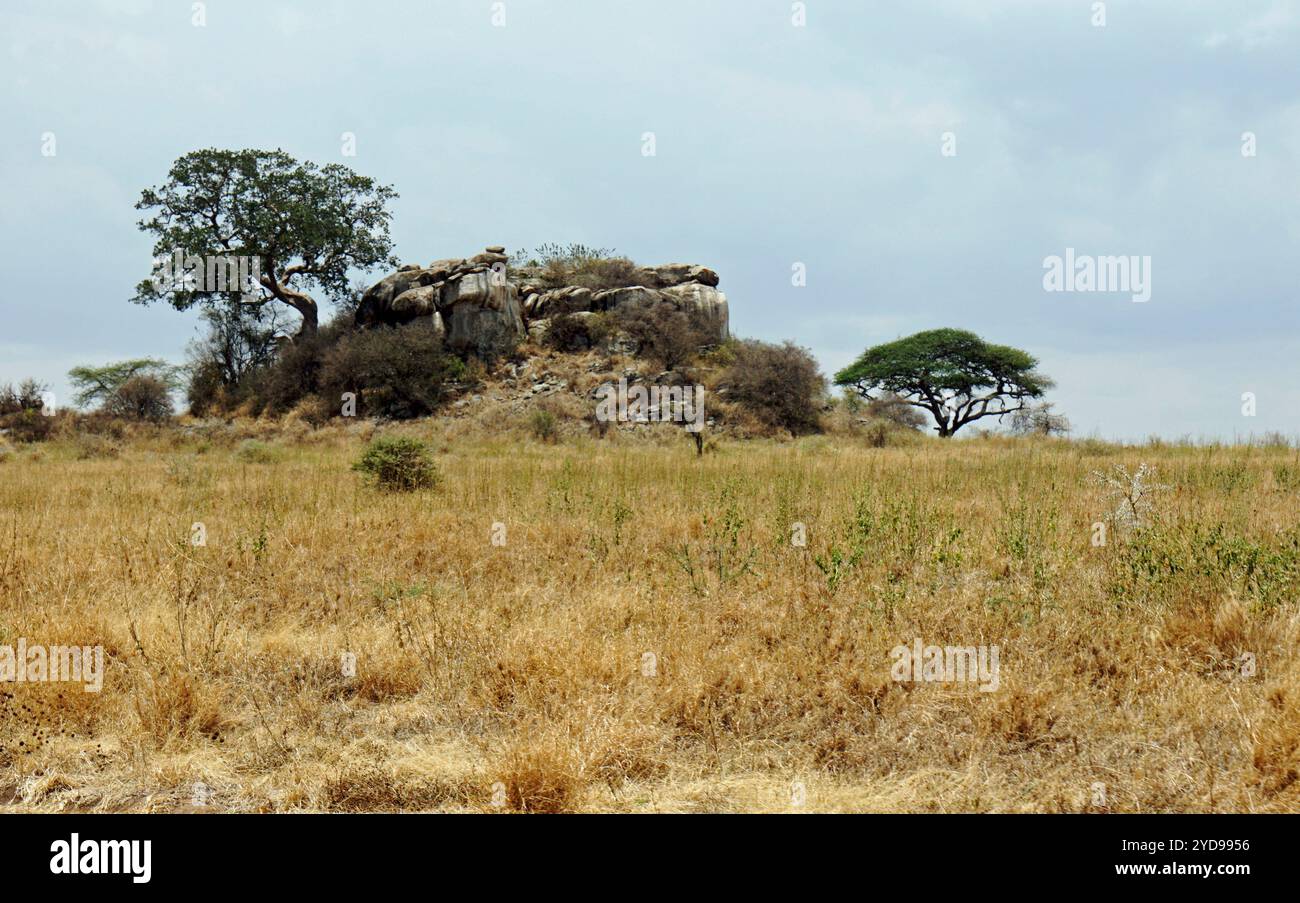 scenic landscape in the serengeti in tanzania Stock Photo - Alamy