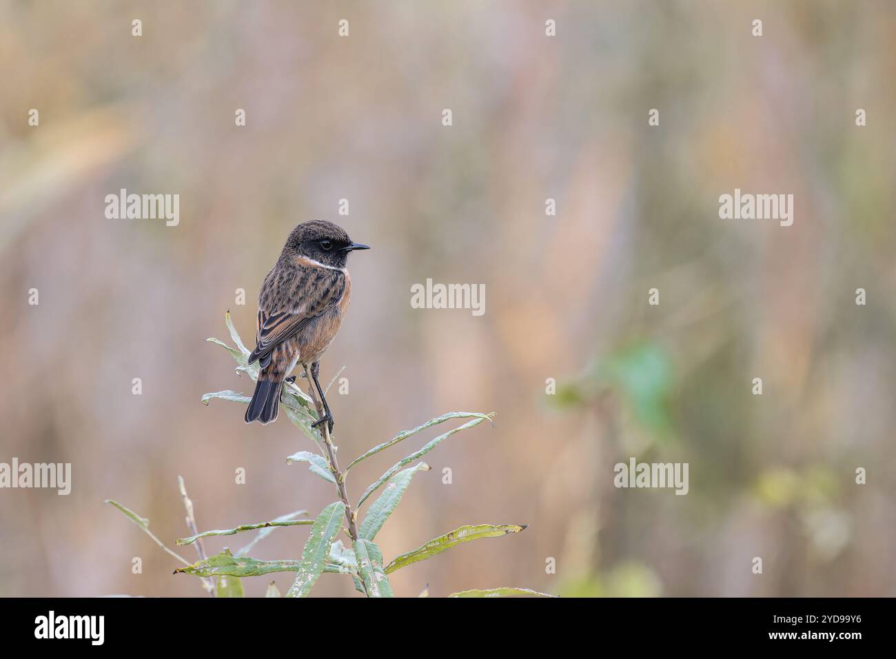 Saxicola rubicola male uk hi-res stock photography and images - Alamy