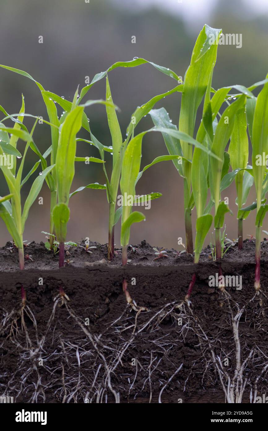 Young shoots corn grow in hi-res stock photography and images - Alamy