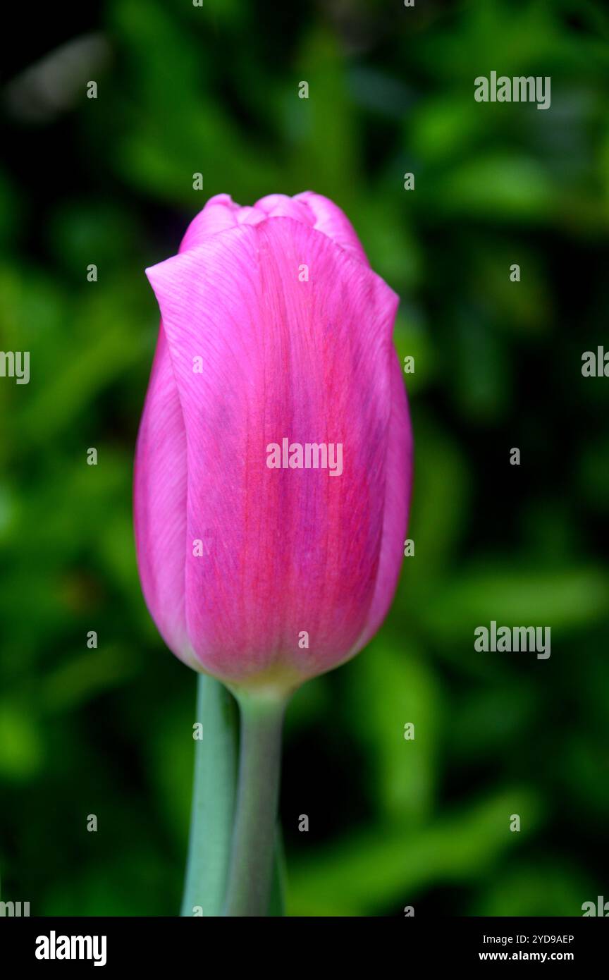 Single Solitary Bubblegum-Pink Tulipa 'Pink Flag' Triumph Tulip on ...