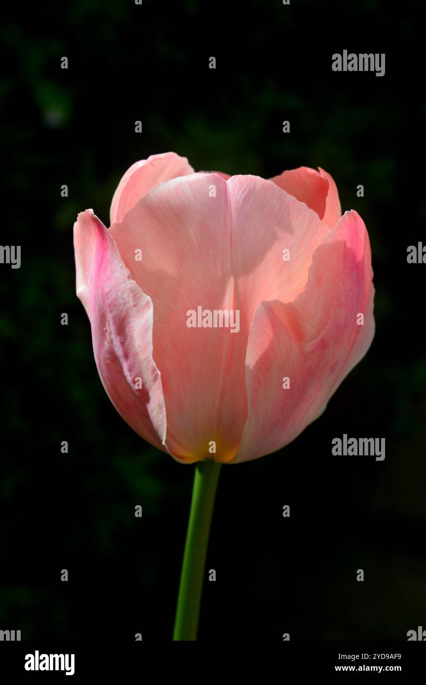 Single Solitary Large Salmon-Pink Darwin Hybrid Tulipa 'Salmon Van Eijk ...