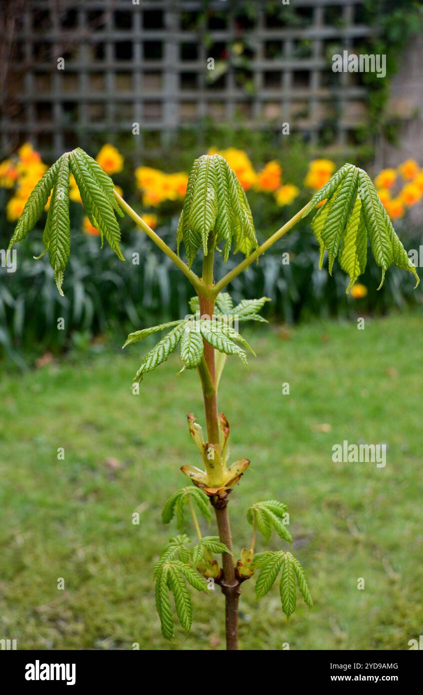 Newly Formed Horse Chestnut 'Aesculus Hippocastanum' Bud Leaves on ...