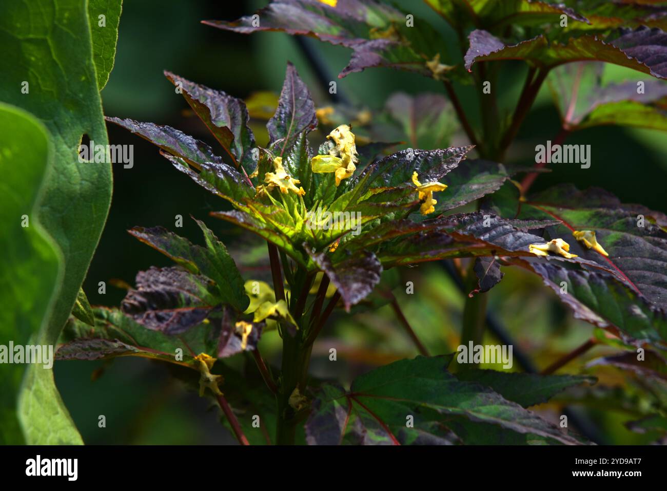 Yellow balsam hi-res stock photography and images - Alamy